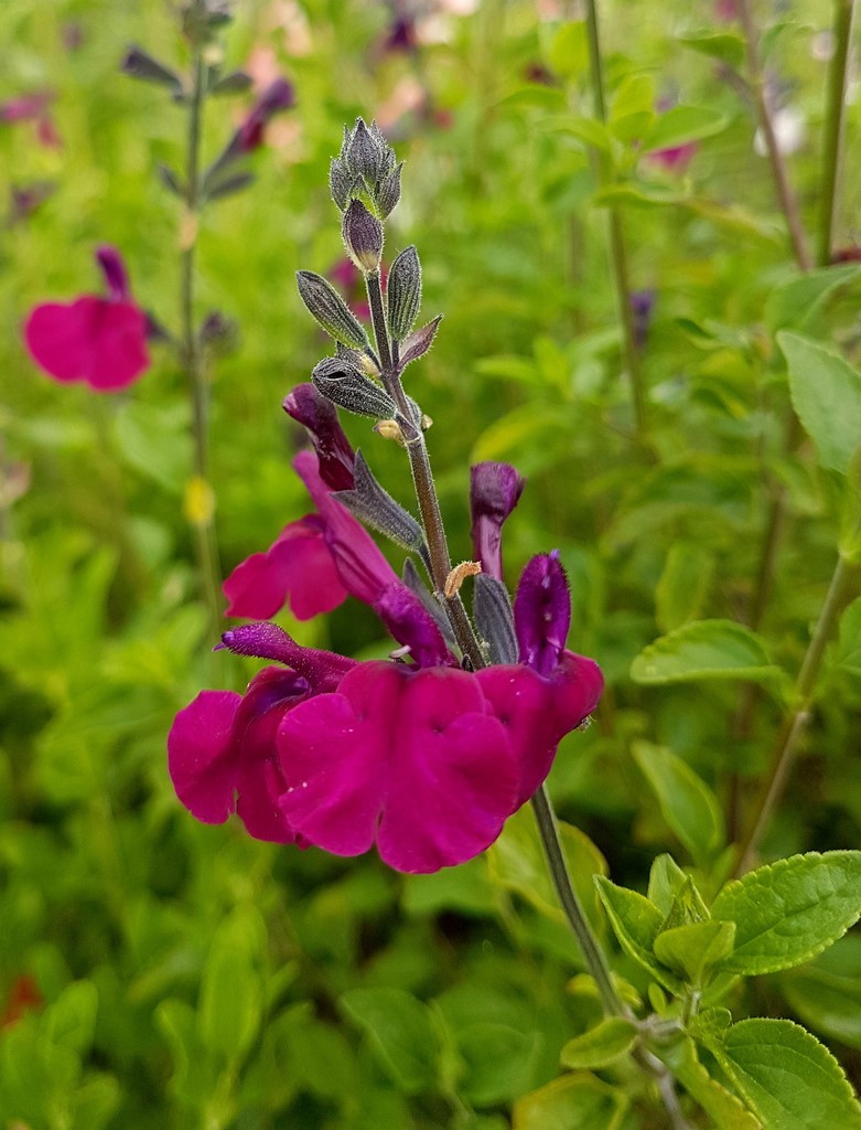 Salvia microphylla 'Dysons Maroon'